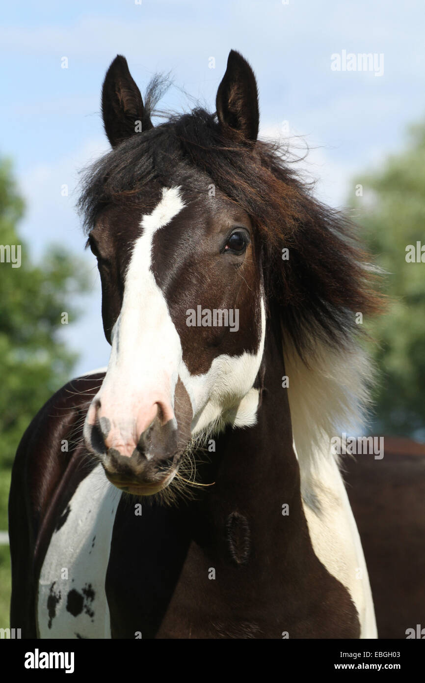 Pinto Clydesdale