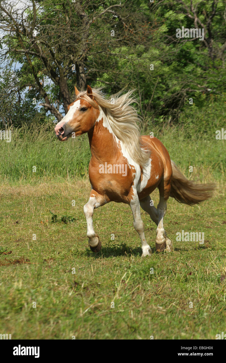 Horse ponies pony trot trotting hi-res stock photography and images - Alamy