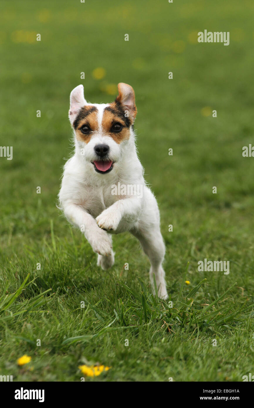 running Parson Russell Terrier Stock Photo - Alamy