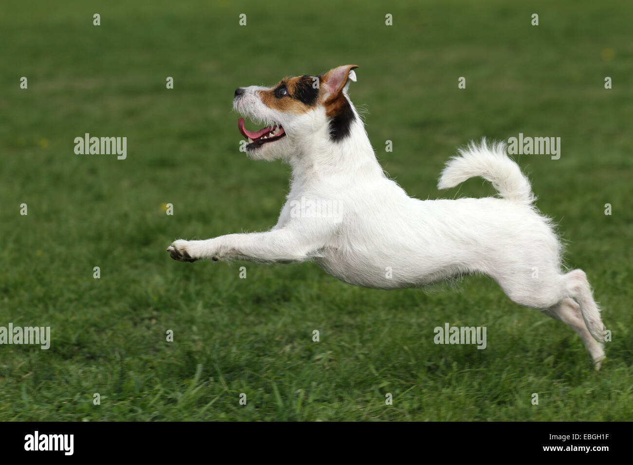 running Parson Russell Terrier Stock Photo - Alamy