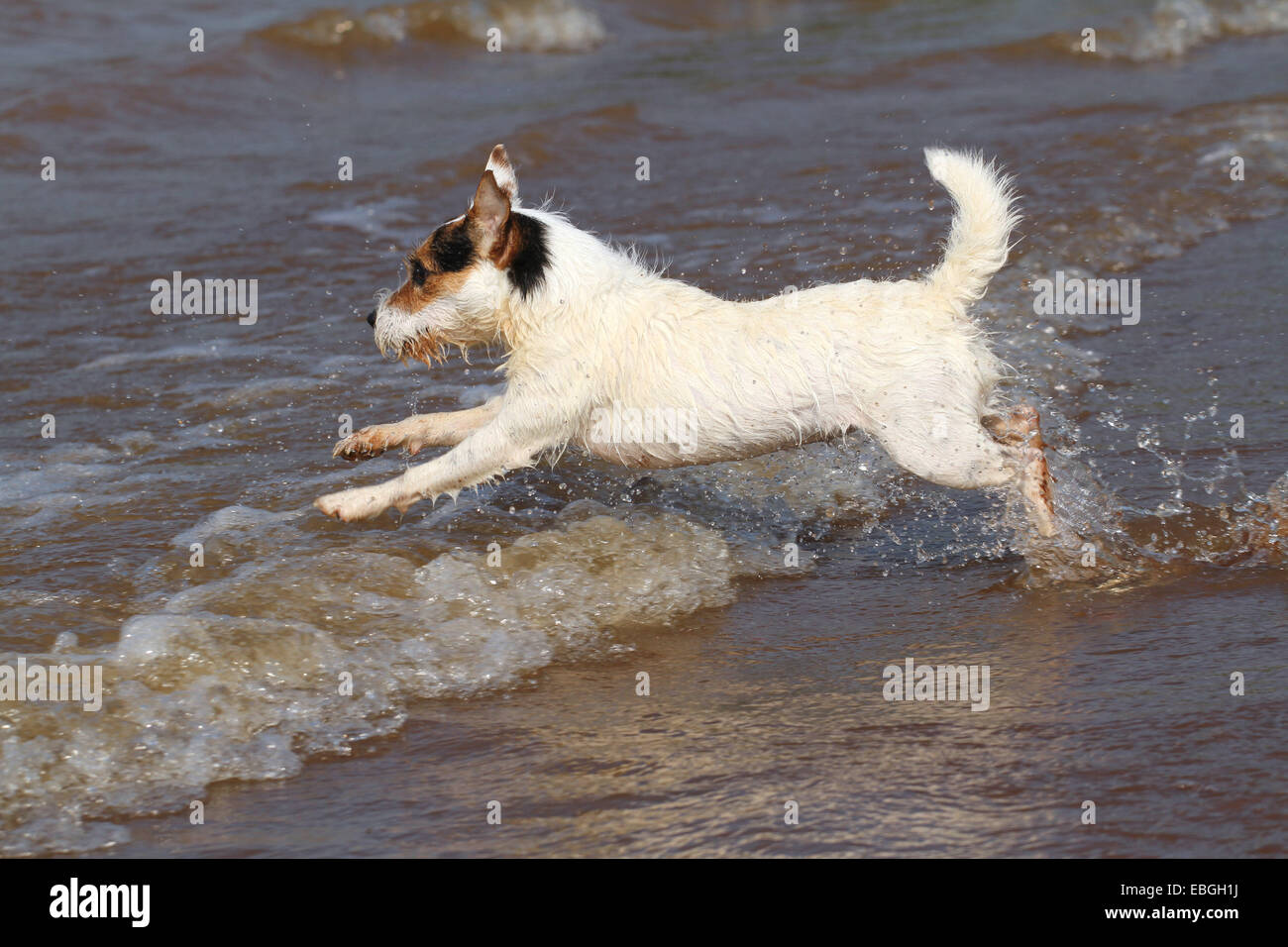 running Parson Russell Terrier Stock Photo - Alamy