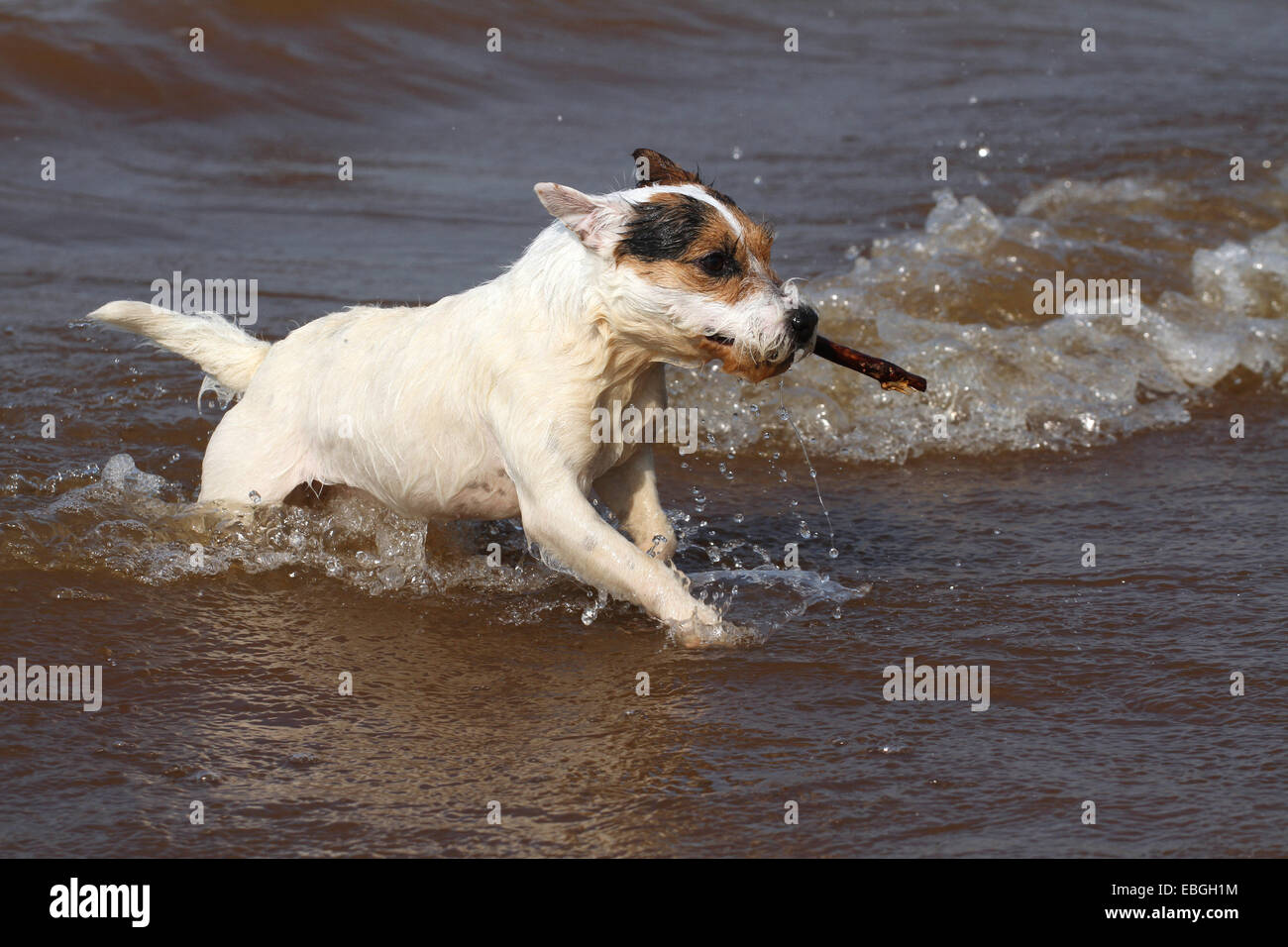 playing Parson Russell Terrier Stock Photo - Alamy