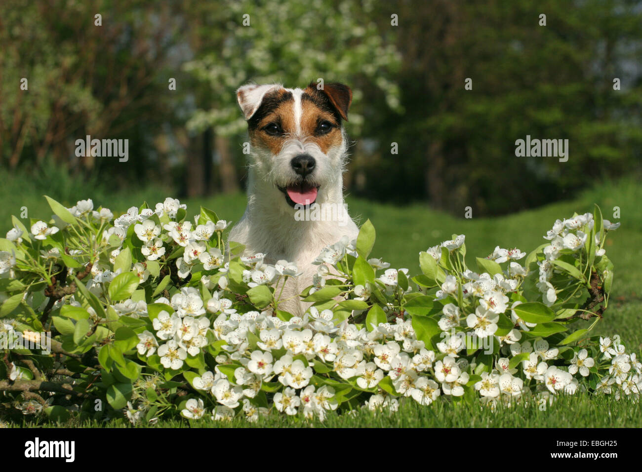 Parson Russell Terrier Portrait Stock Photo - Alamy
