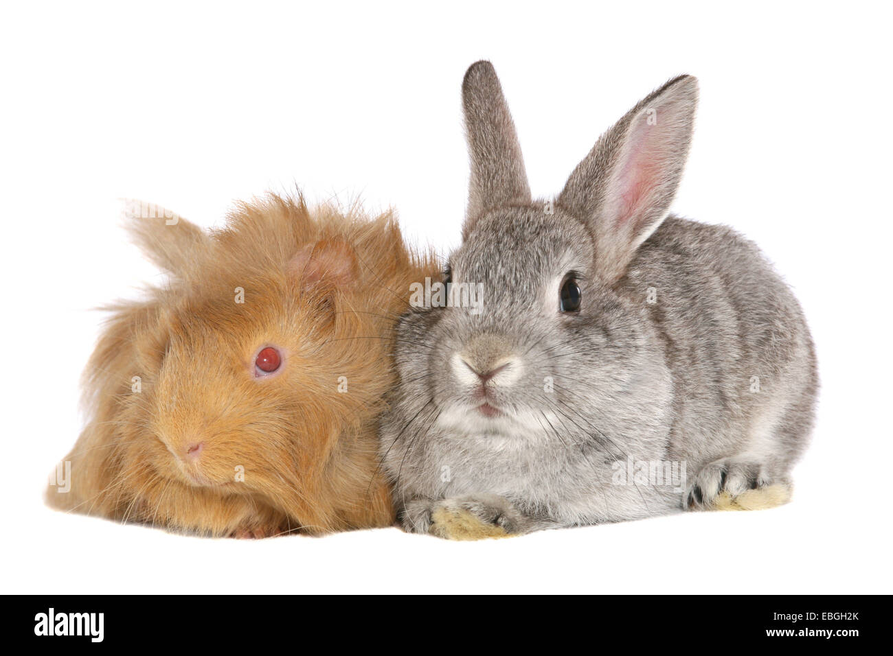rabbit and guninea pig Stock Photo - Alamy