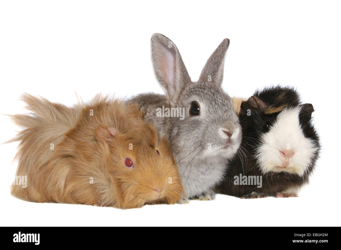 Tortoiseshell rabbit hi-res stock photography and images - Alamy