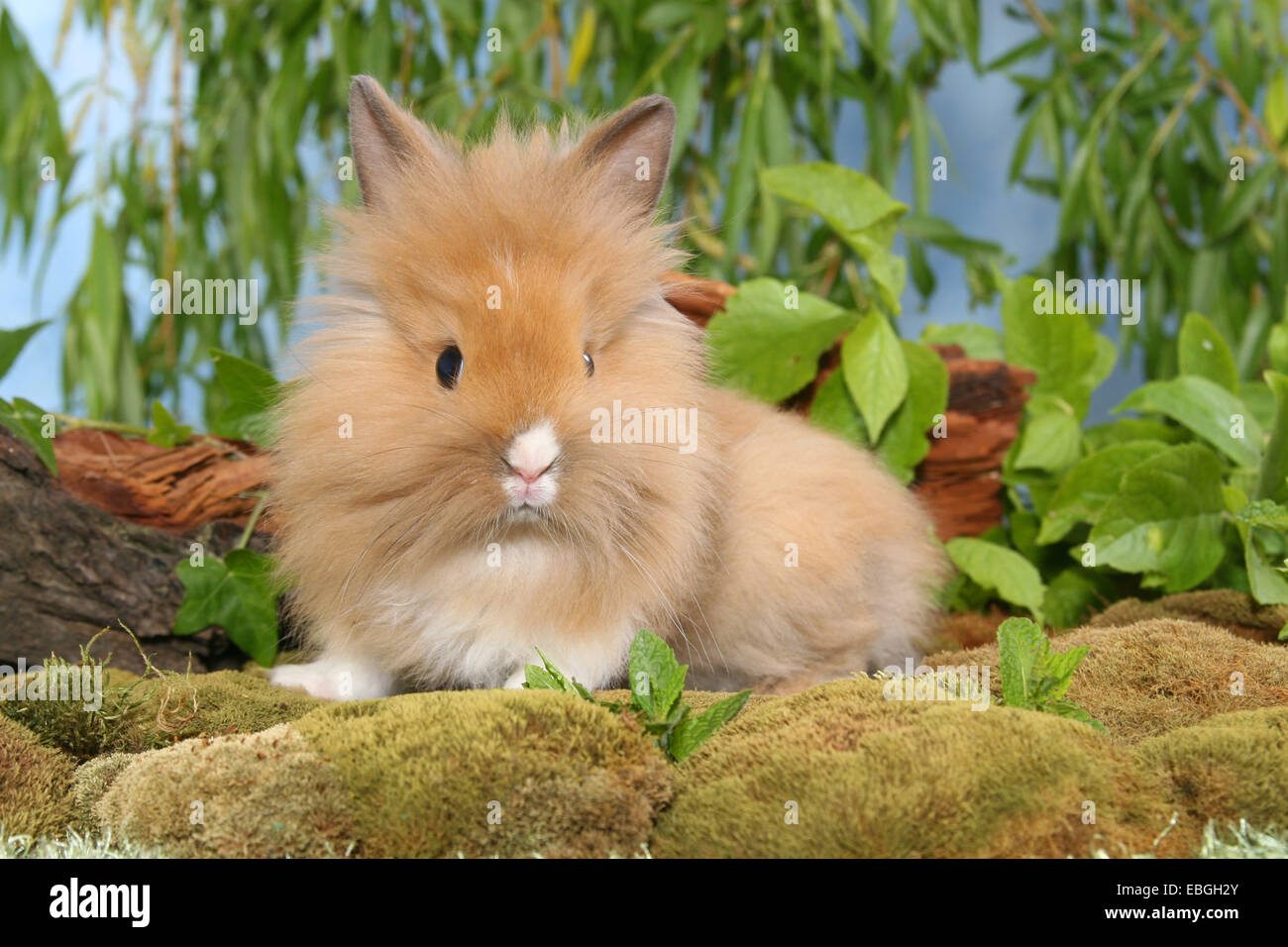 young lion-headed rabbit Stock Photo - Alamy