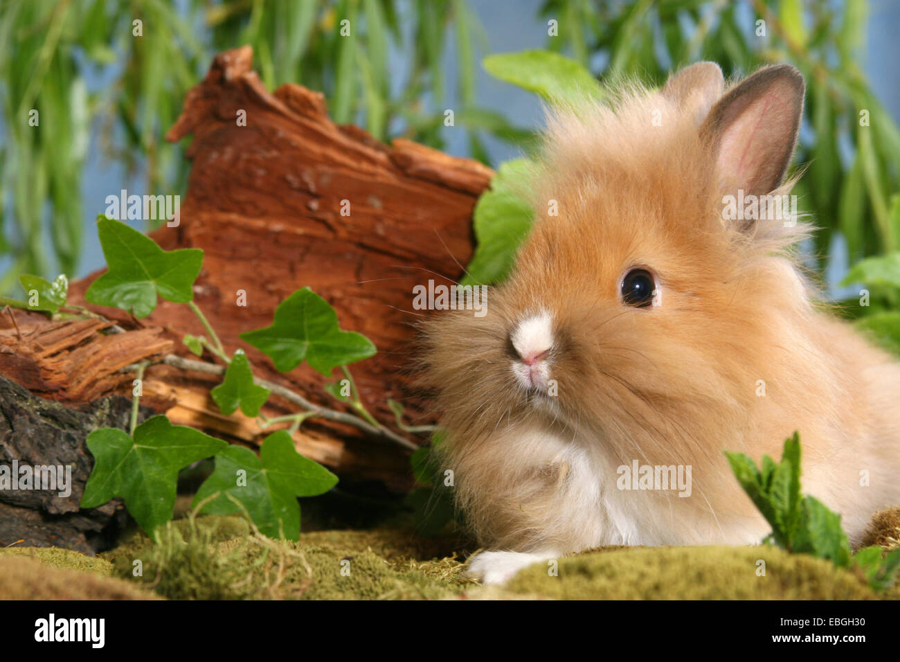 young lion-headed rabbit Stock Photo - Alamy