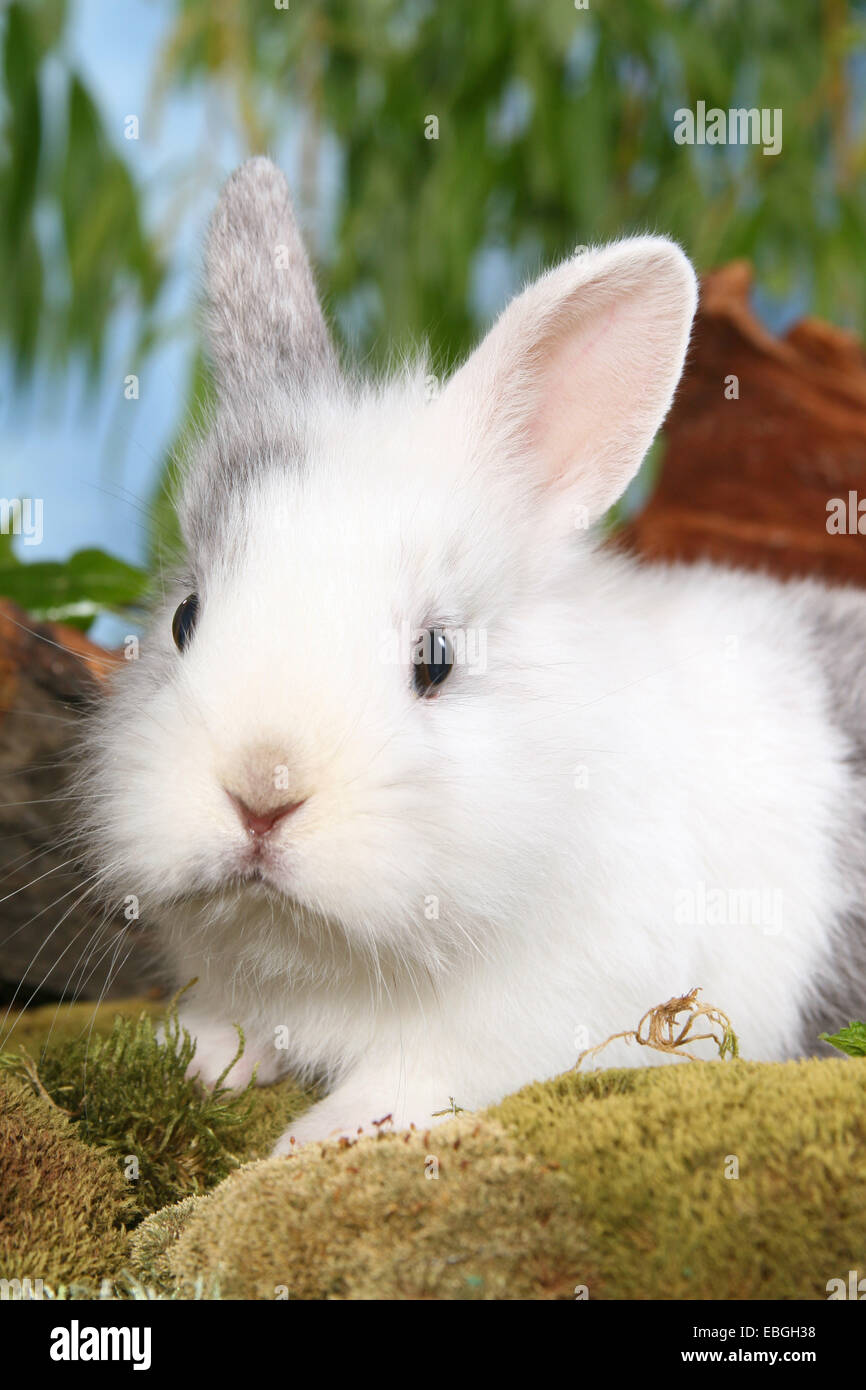 Cute rabbit studio hi-res stock photography and images - Alamy
