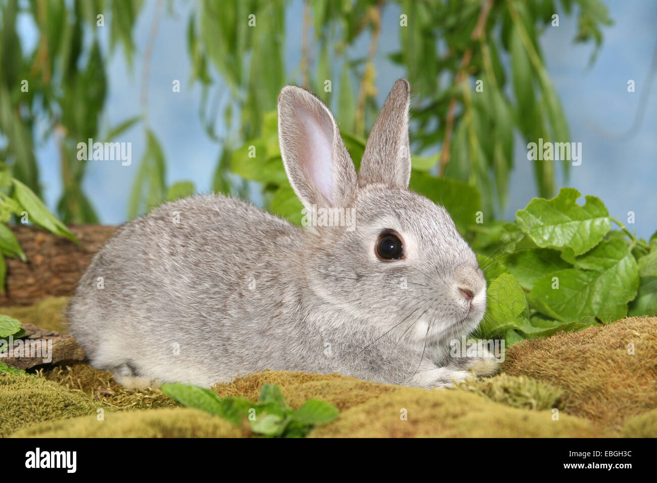 Chinchilla rabbit hi-res stock photography and images - Alamy