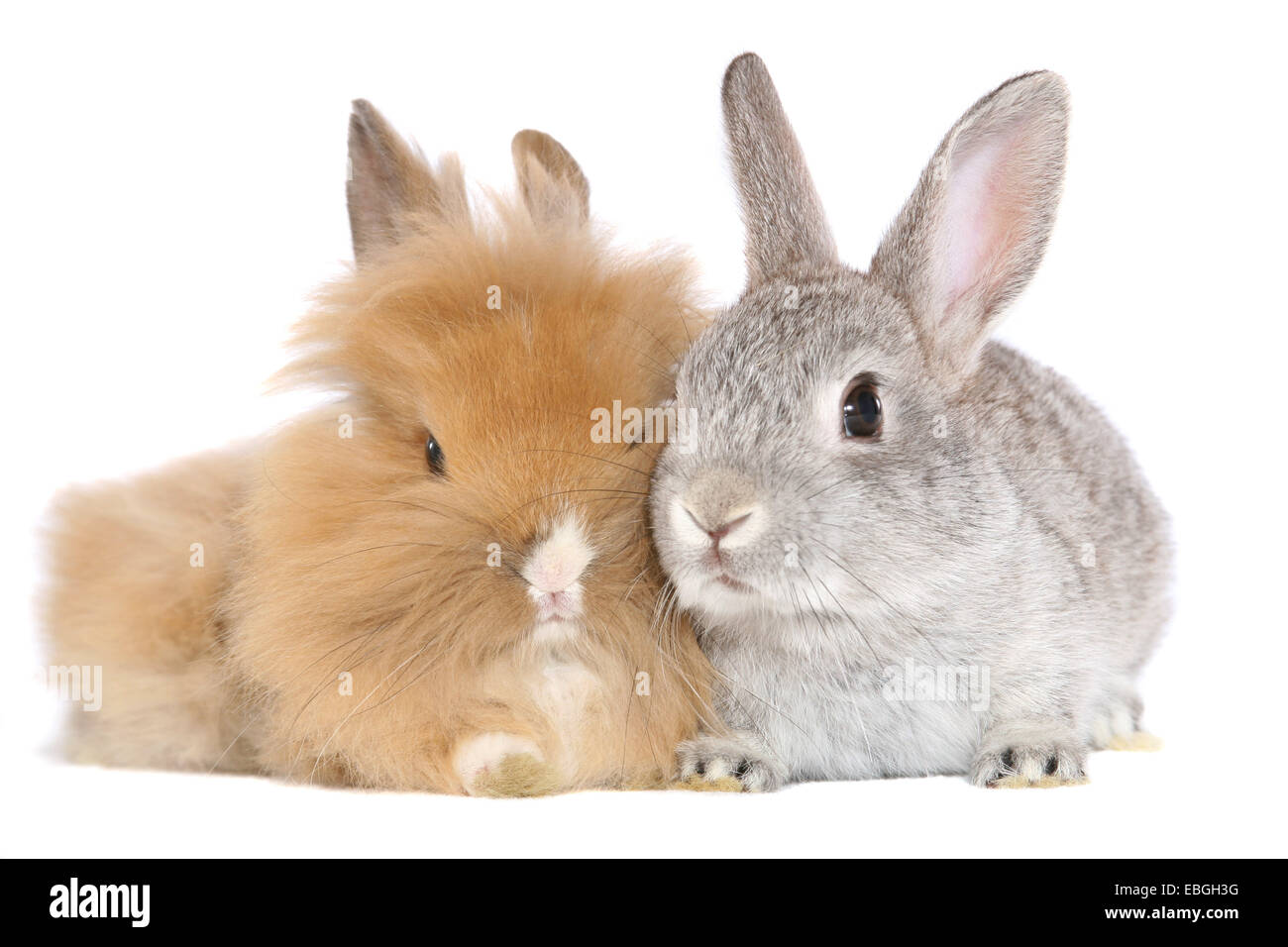 2 young pygmy rabbits Stock Photo - Alamy