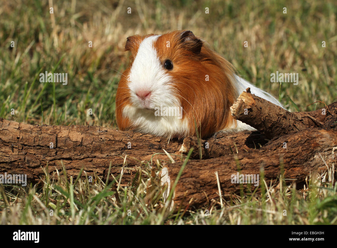 Pig trunk hi-res stock photography and images - Alamy