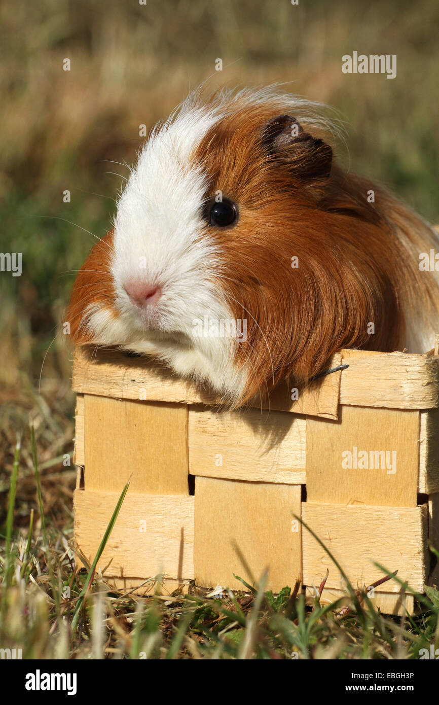 Guinea pig grass hi-res stock photography and images - Alamy