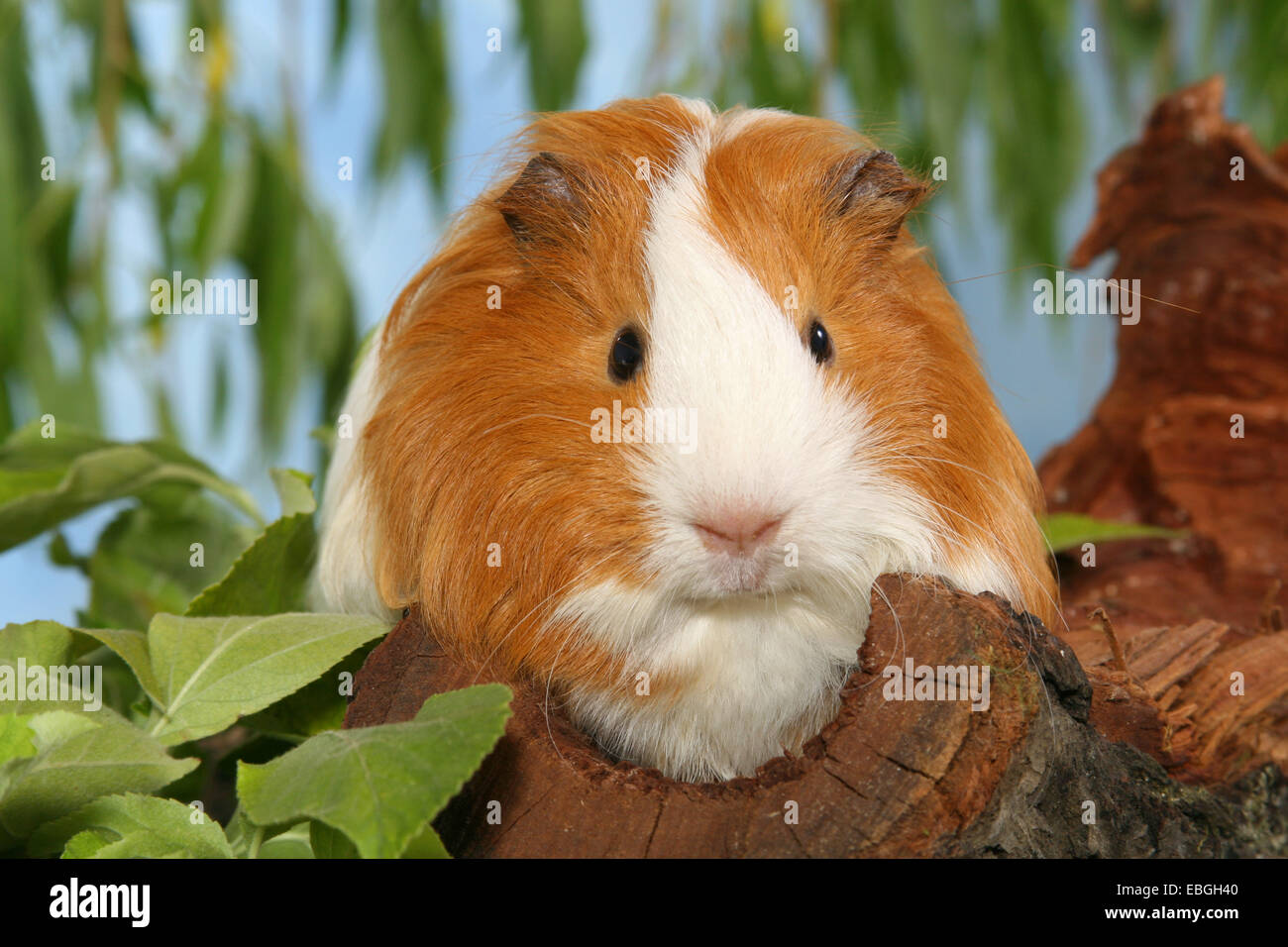 Pig trunk hi-res stock photography and images - Alamy