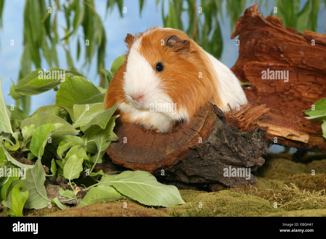 Pig trunk hi-res stock photography and images - Alamy