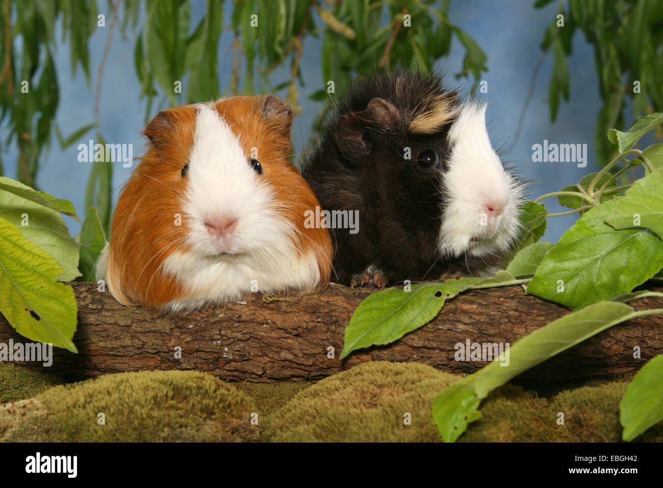 Black guinea pigs hi-res stock photography and images - Alamy