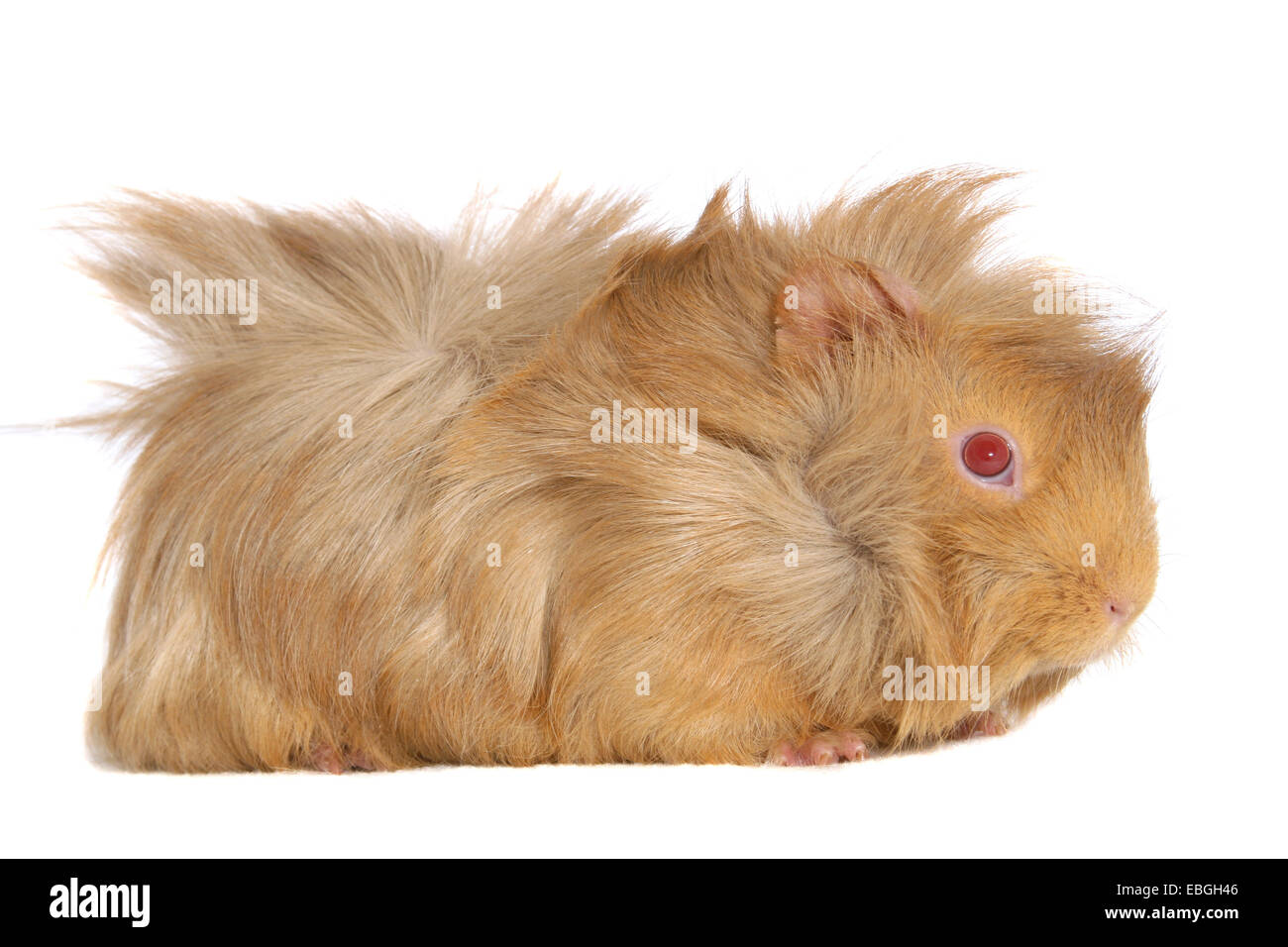 Guinea pig side view profile hi-res stock photography and images - Alamy
