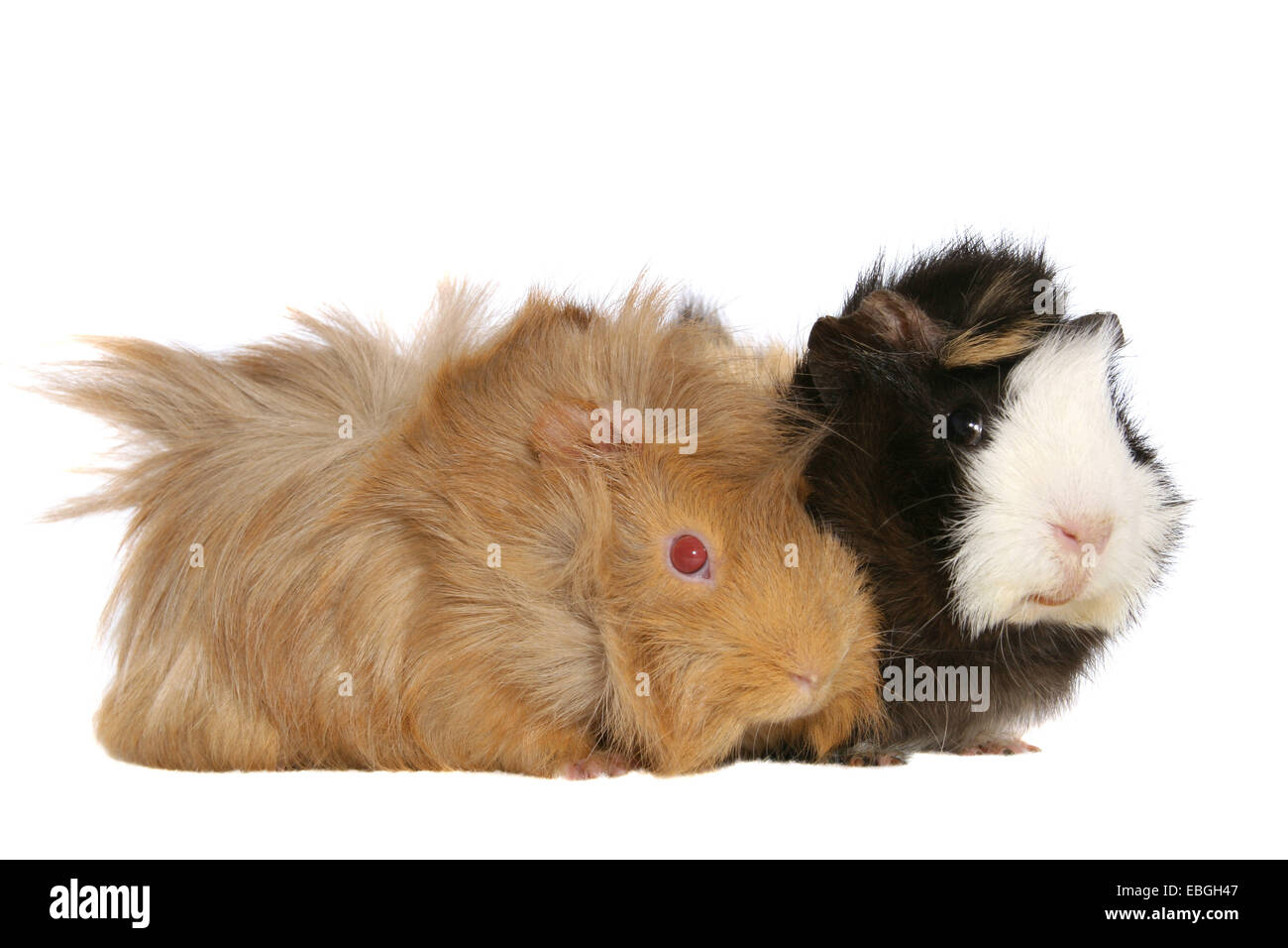 Pink pigs Cut Out Stock Images & Pictures - Alamy