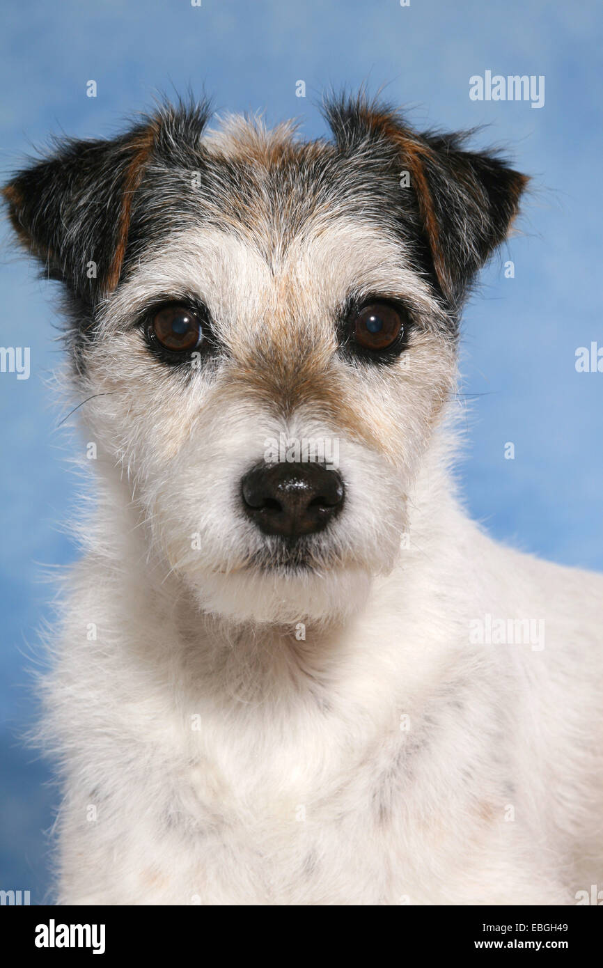 Parson Russell Terrier Portrait Stock Photo - Alamy