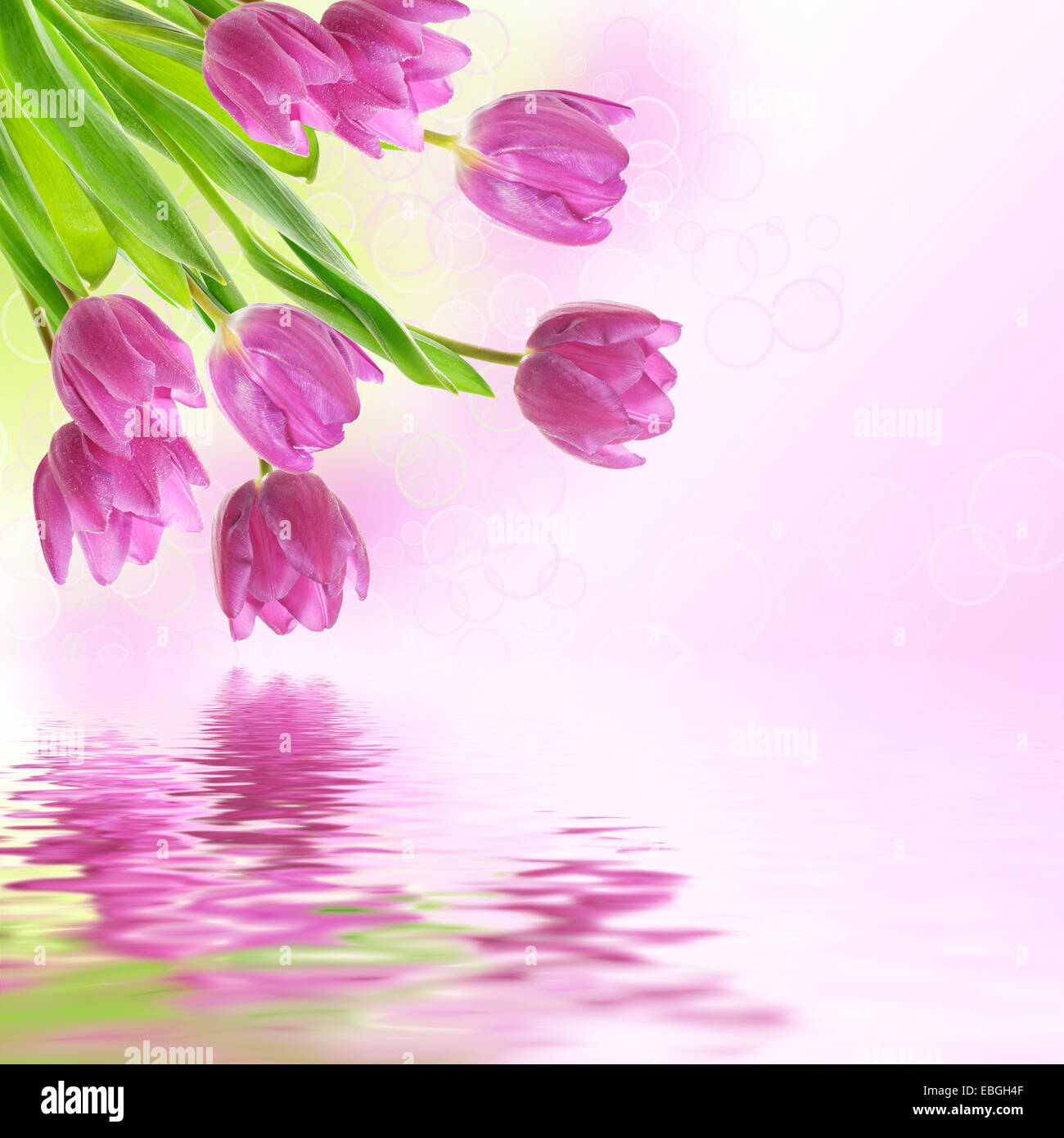 Tulip flowers background Stock Photo - Alamy