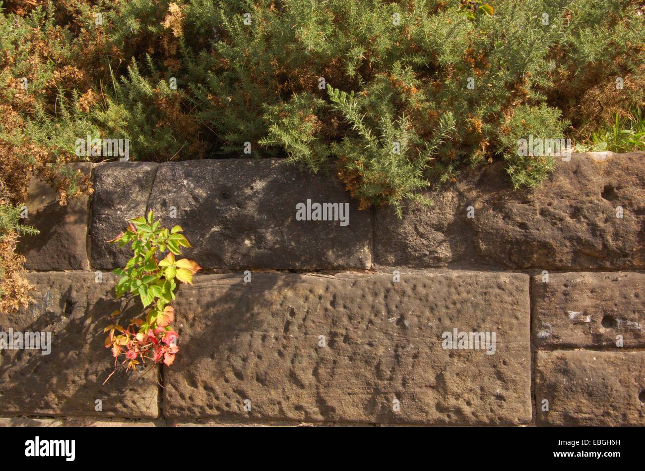 Gorse growing on an old railway embankment wall Stock Photo - Alamy