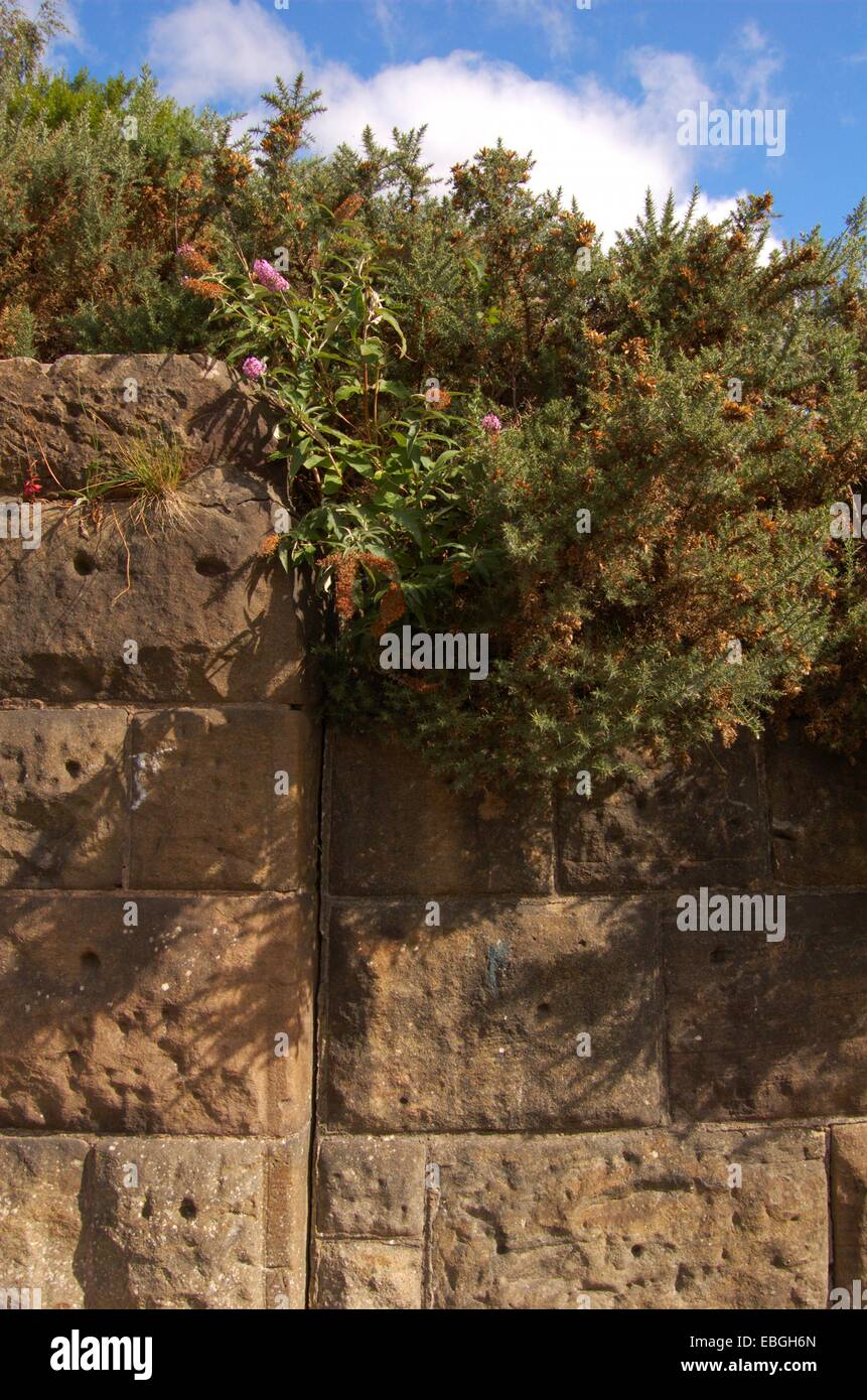 Gorse growing on an old railway embankment wall Stock Photo - Alamy