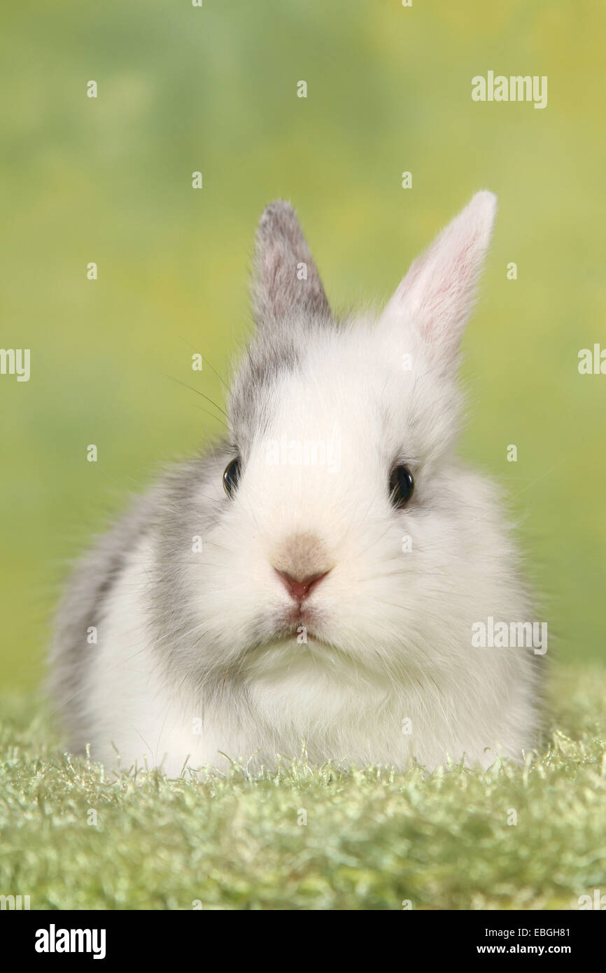 Rabbit breed hi-res stock photography and images - Alamy