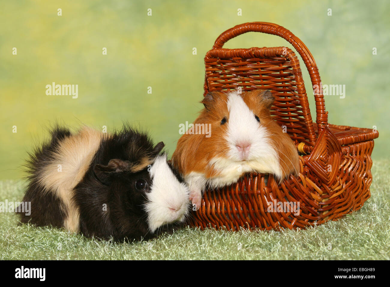 Black guinea pigs hi-res stock photography and images - Alamy