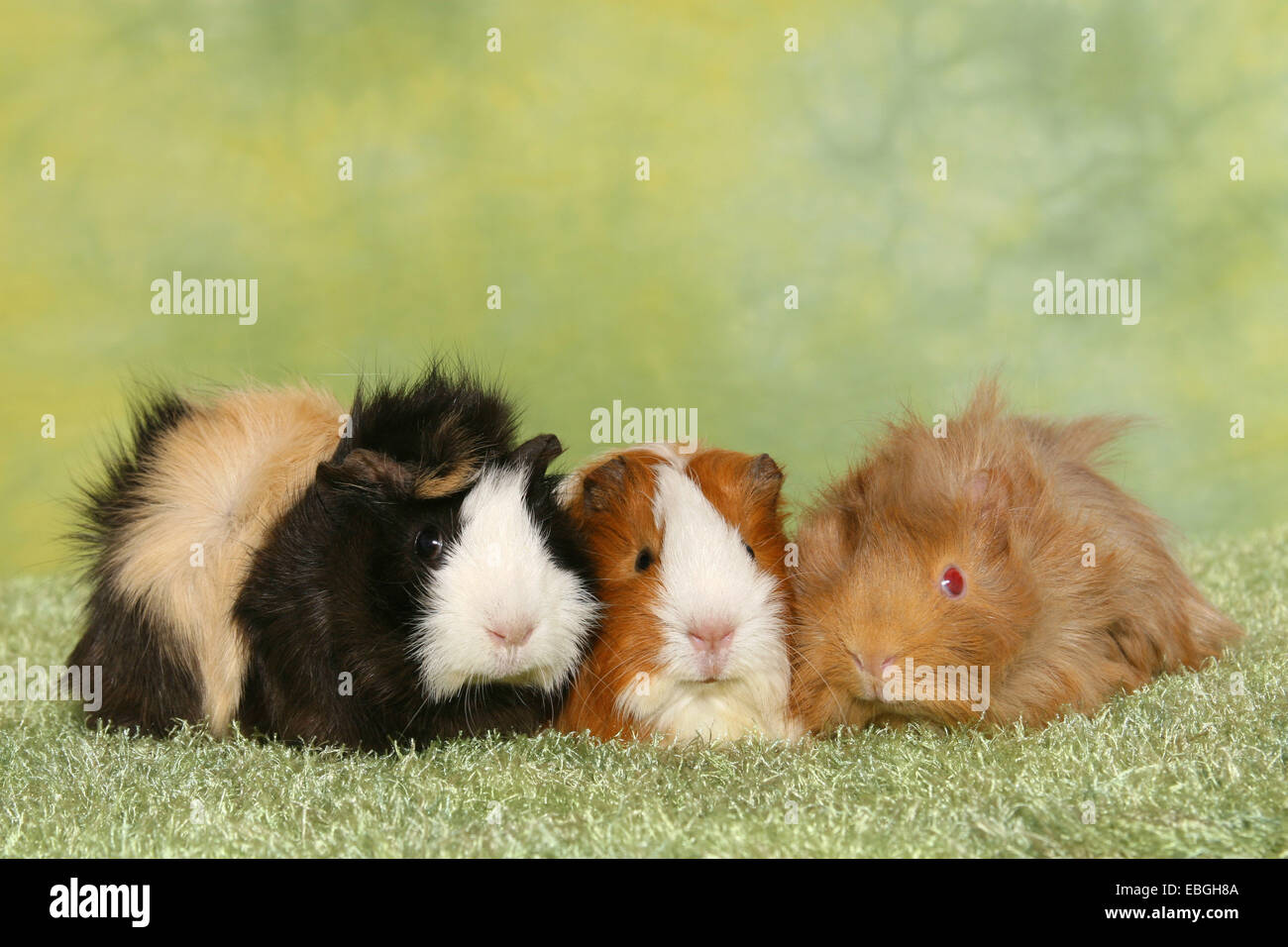 Red eyed guinea pig hi-res stock photography and images - Alamy