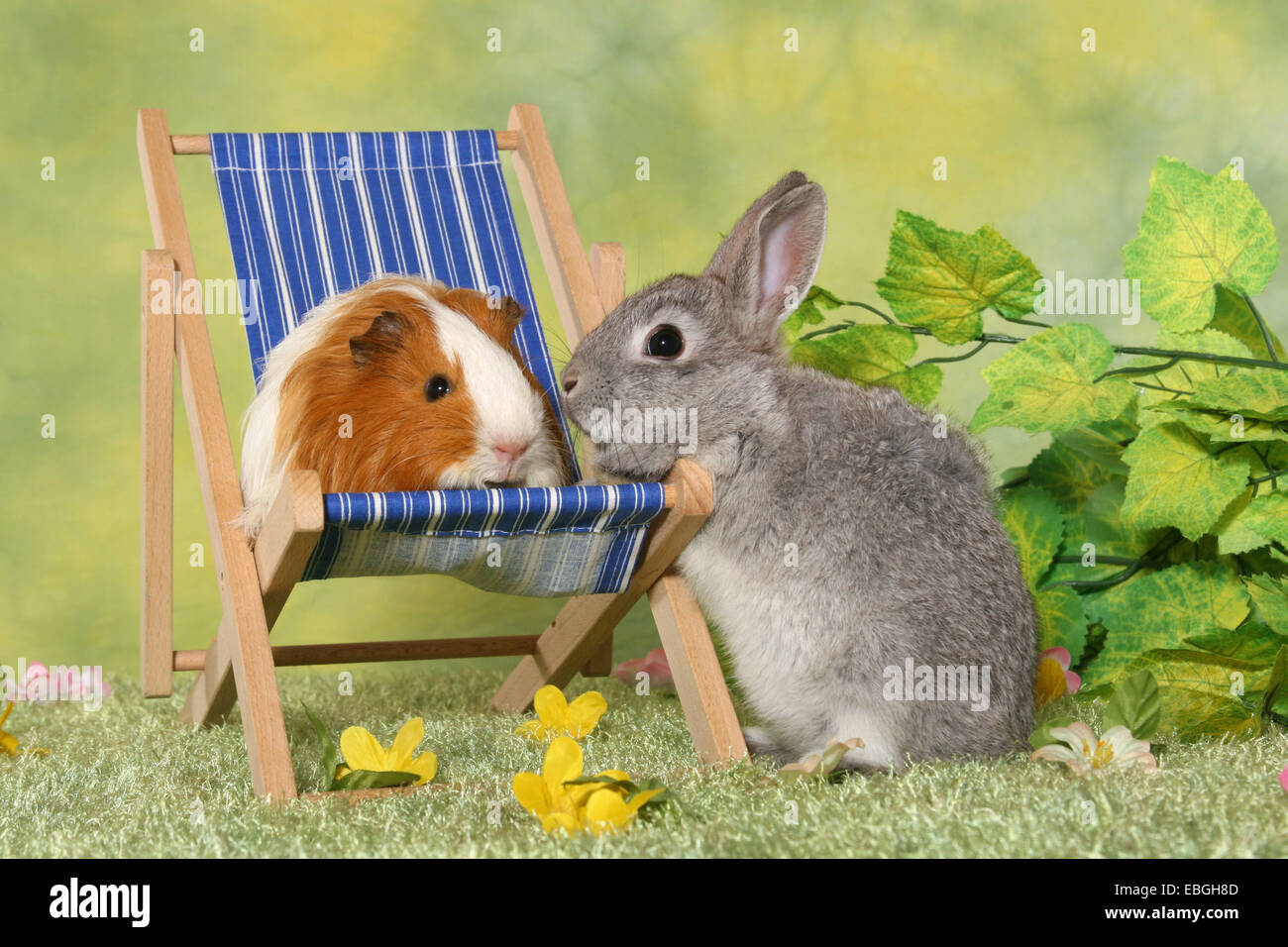 pygmy rabbit and guninea pig Stock Photo - Alamy