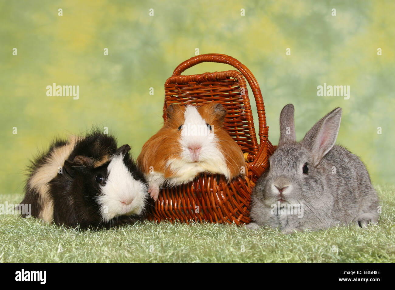 pygmy rabbit and guninea pigs Stock Photo - Alamy