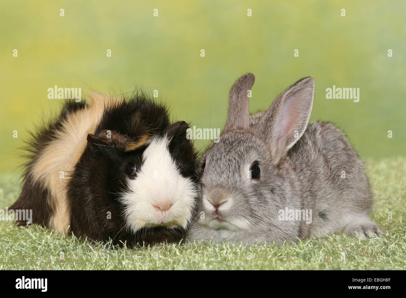 Tortoiseshell rabbit hi-res stock photography and images - Alamy
