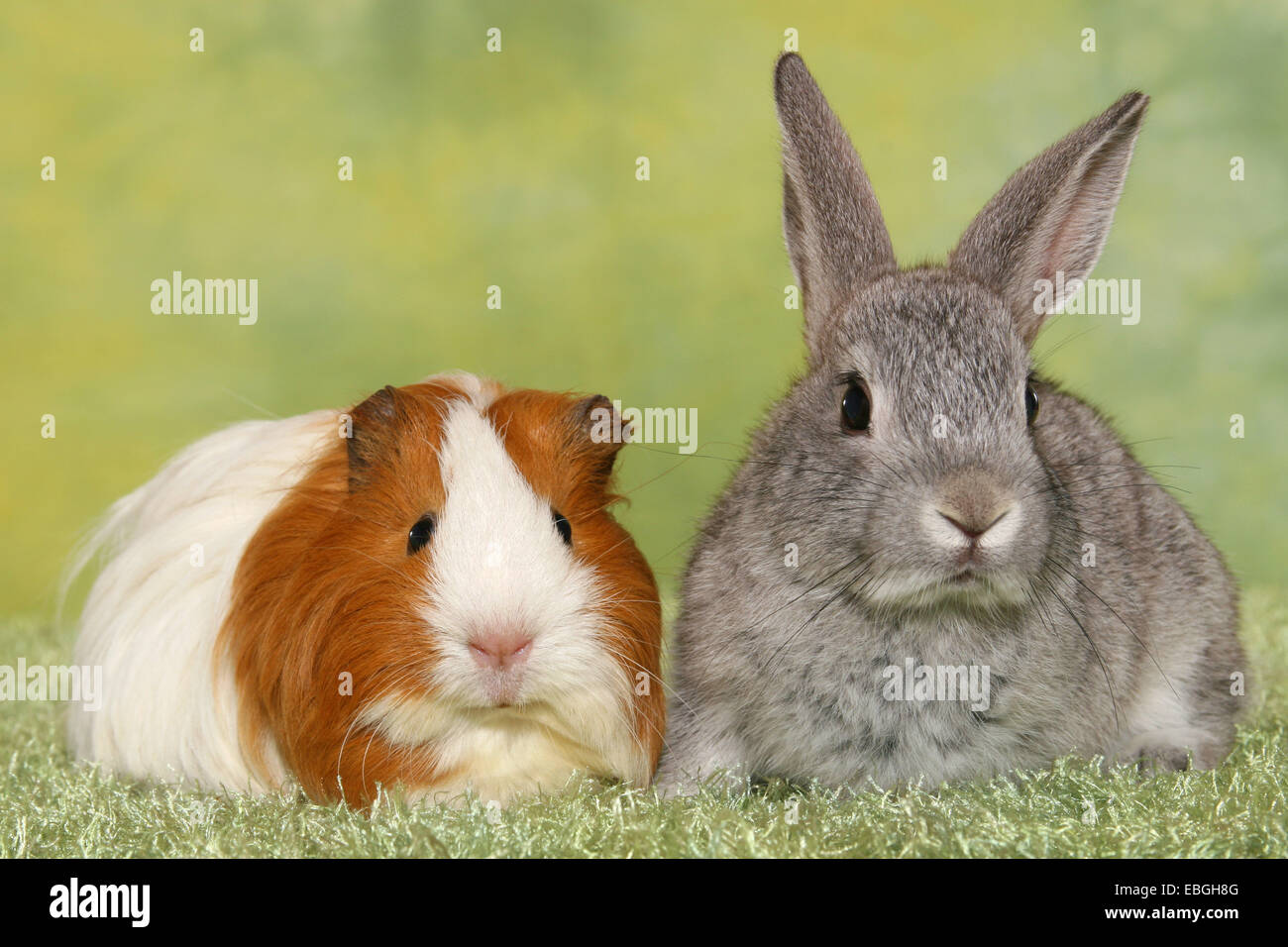 pygmy rabbit and guninea pig Stock Photo - Alamy