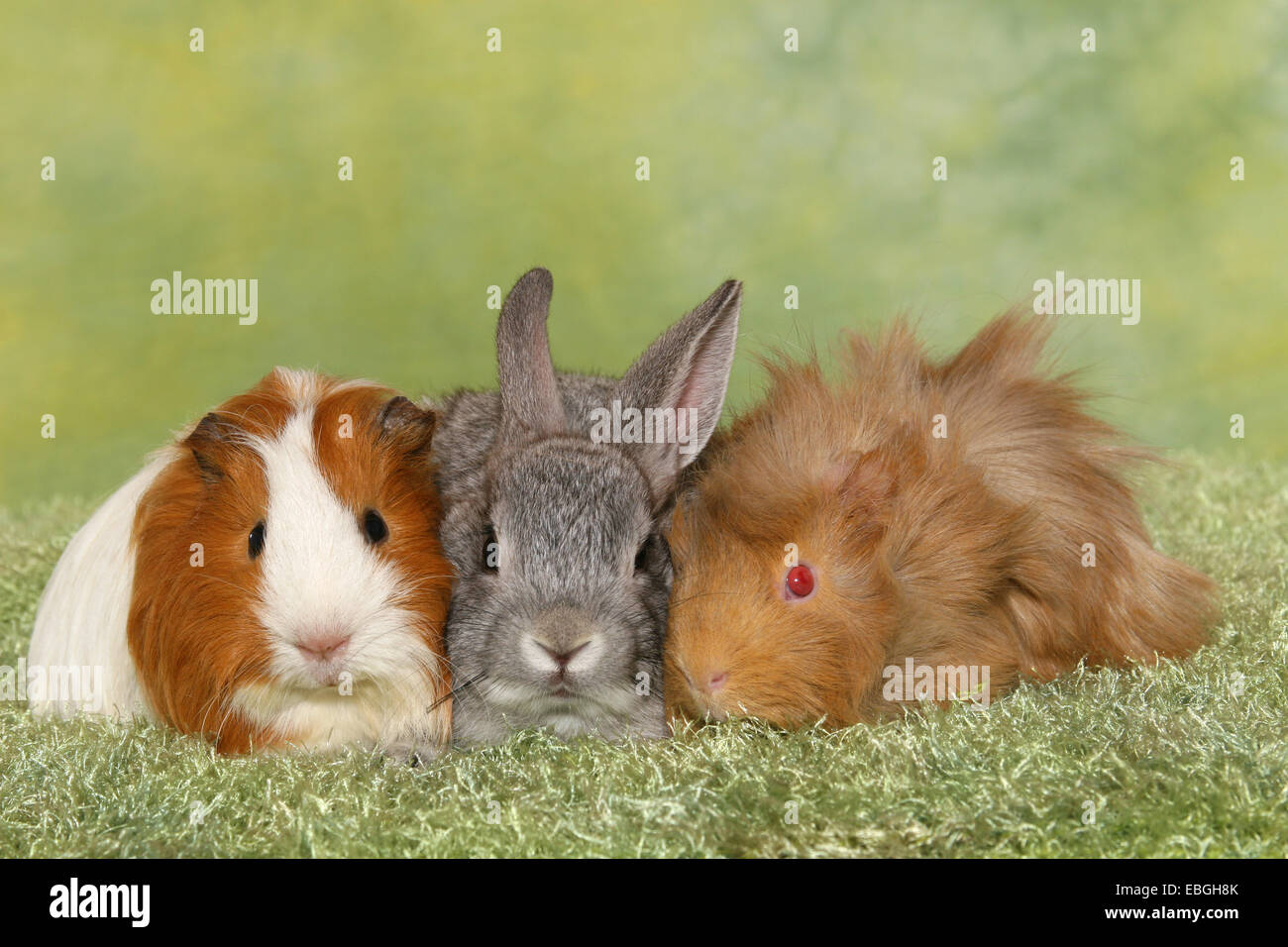 pygmy rabbit and guninea pigs Stock Photo - Alamy