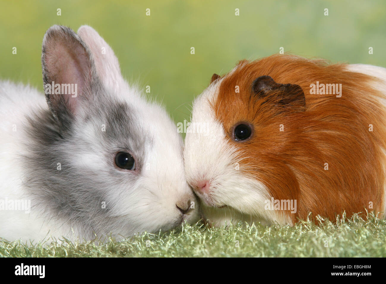pygmy rabbit and guninea pig Stock Photo - Alamy