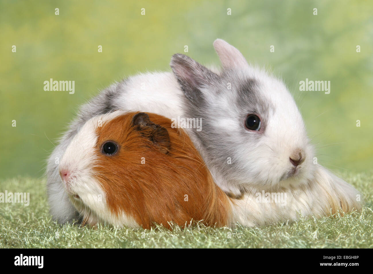 pygmy rabbit and guninea pig Stock Photo - Alamy