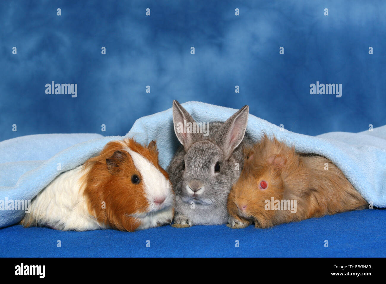 pygmy rabbit and guninea pigs Stock Photo - Alamy