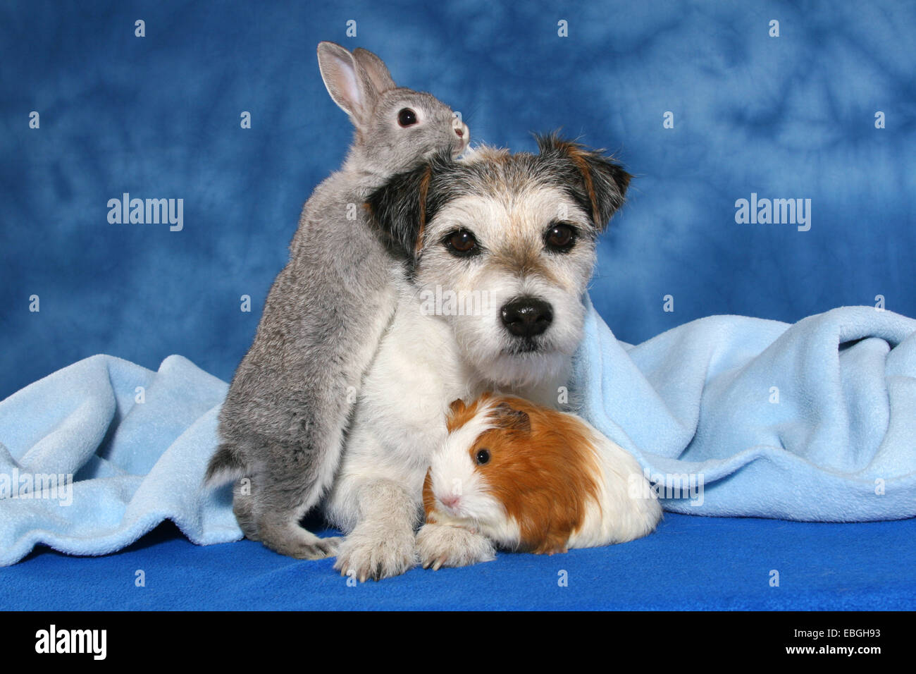 Three dogs hunting rabbits hi-res stock photography and images - Alamy