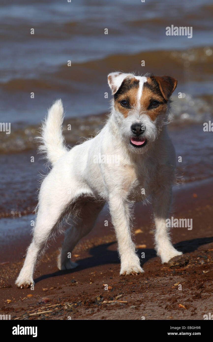 Parson Russell Terrier Stock Photo - Alamy
