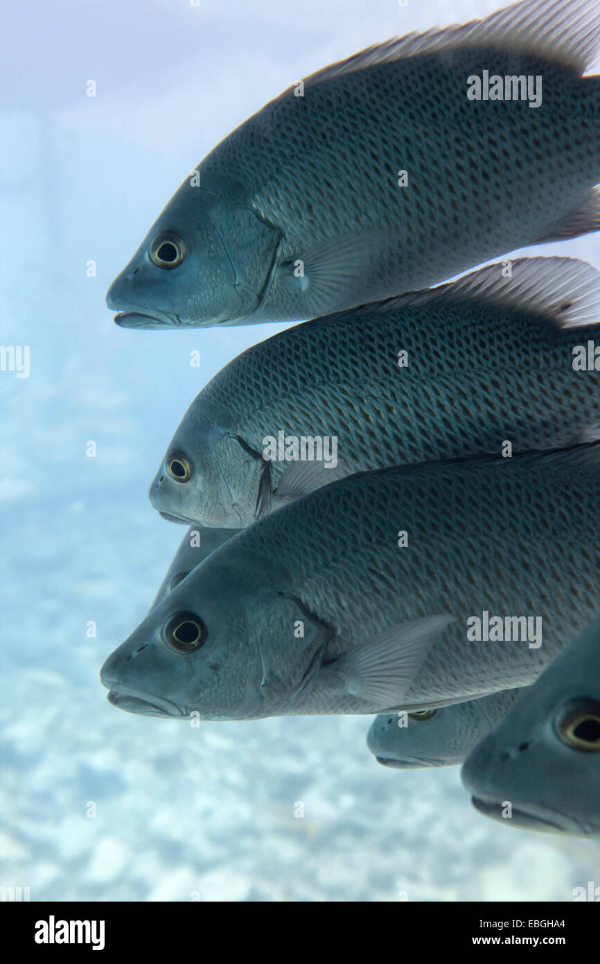 Serranidae hi-res stock photography and images - Alamy