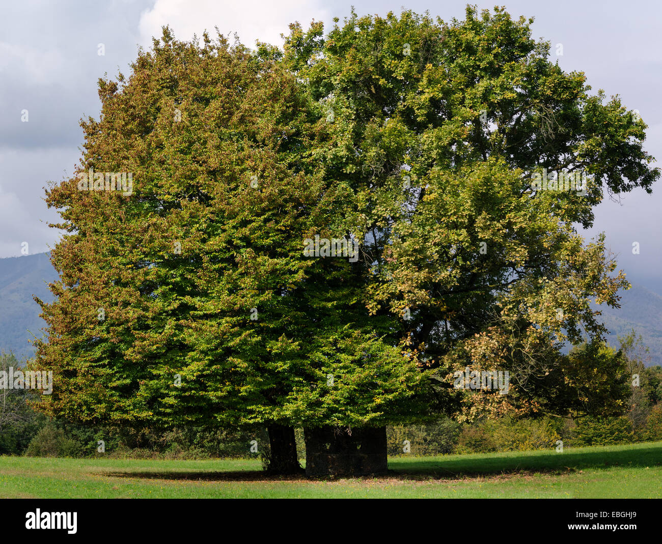 overview of a tree in the middle of a meadow Stock Photo - Alamy