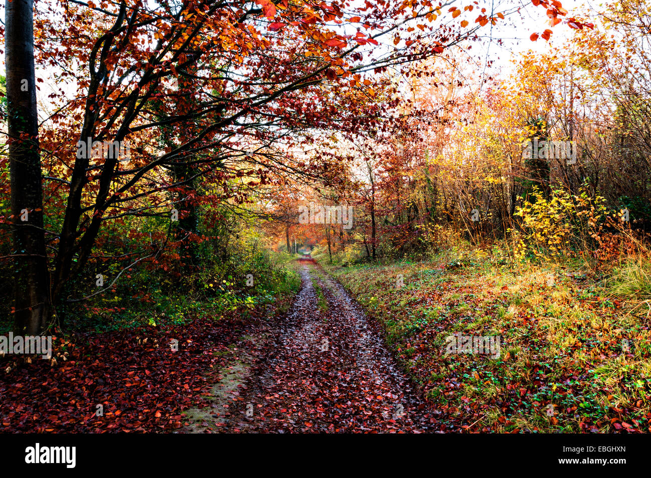 Season wood hi-res stock photography and images - Alamy