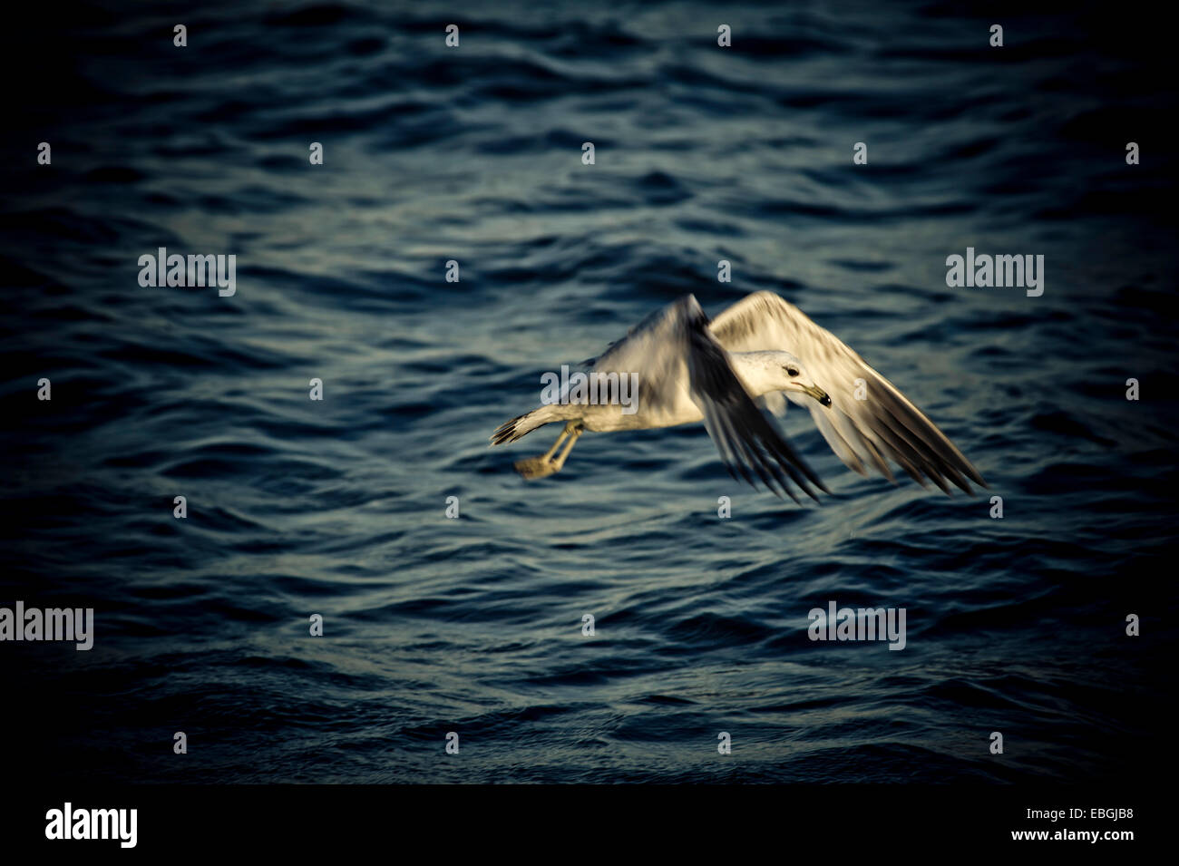 Seagull at the lake hi-res stock photography and images - Alamy