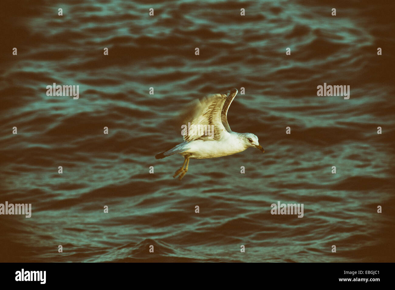 Seagull flying over Lake Ontario waters Stock Photo - Alamy
