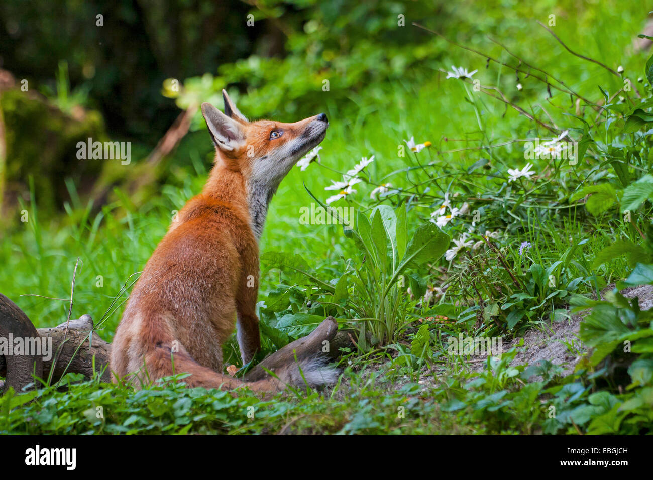 red fox (Vulpes vulpes), young red fox looks up in a meadow in forest ...