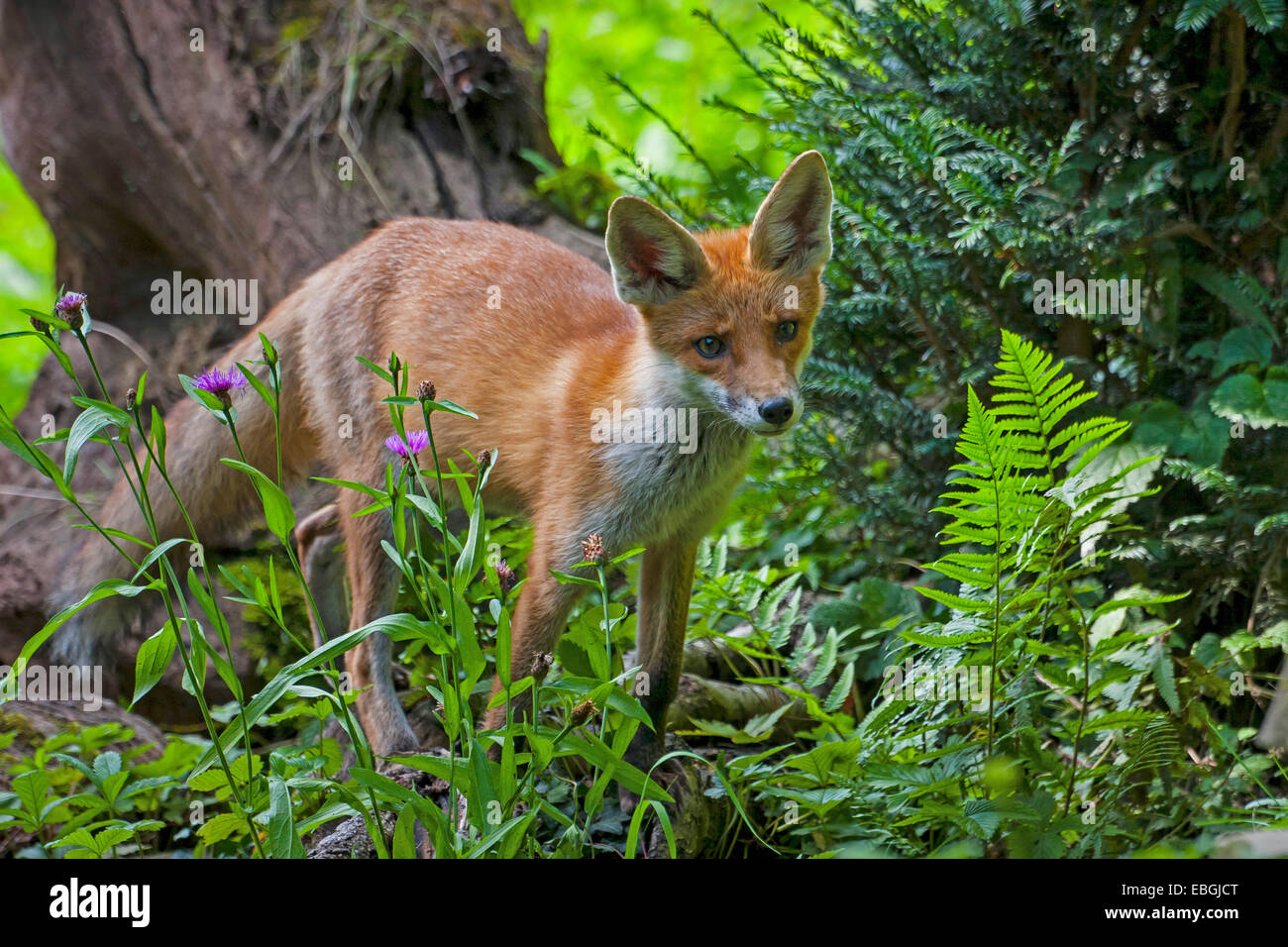 red fox (Vulpes vulpes), young red fox on the feed, Switzerland, Sankt ...