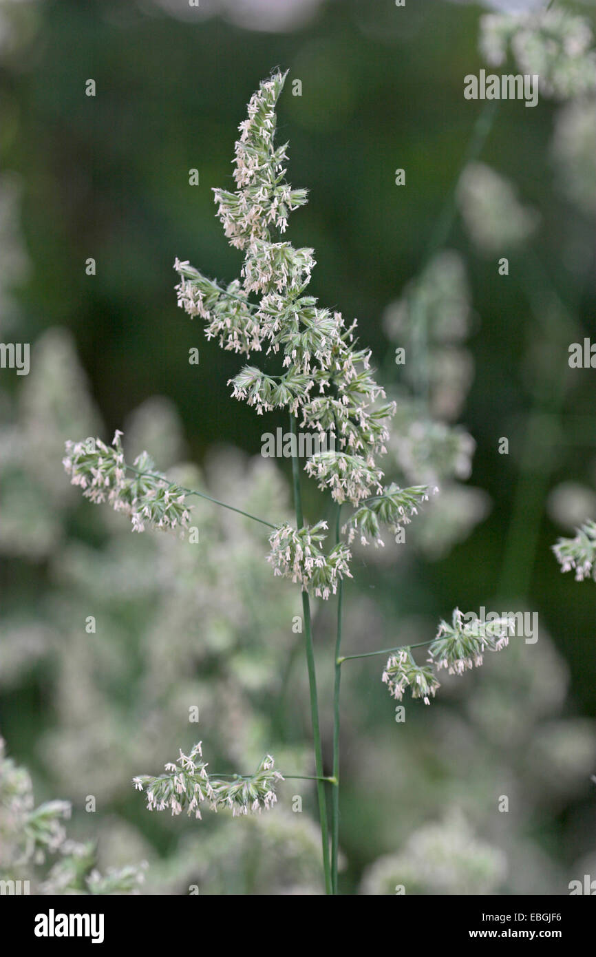cocks-foot, orchard grass (Dactylis glomerata), blooming inflorescence ...