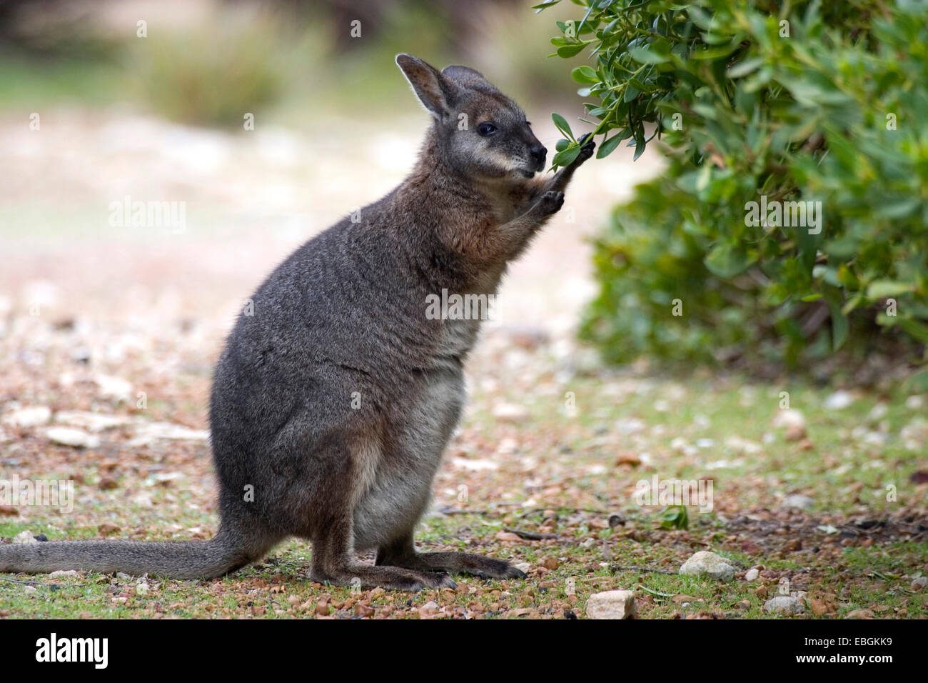 Dama wallaby macropus eugenii hi-res stock photography and images - Alamy