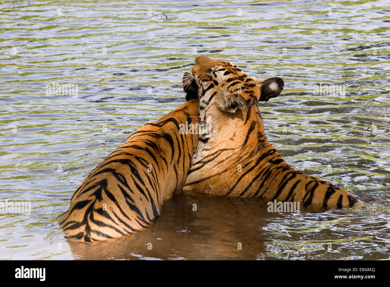 Bengal tiger (Panthera tigris tigris), two individuals in a river ...