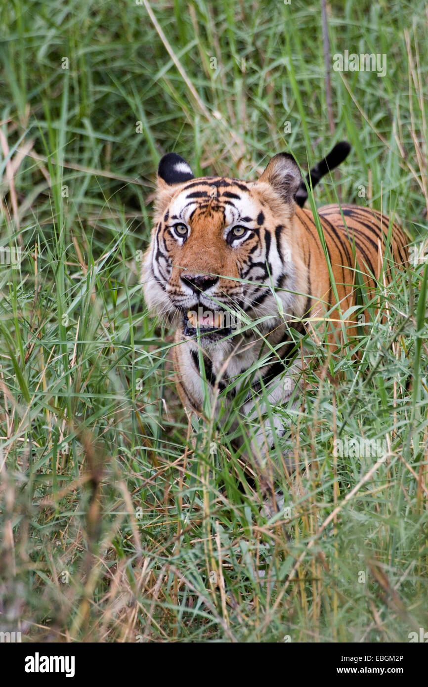 Bengal tiger (Panthera tigris tigris), in high grass, India ...