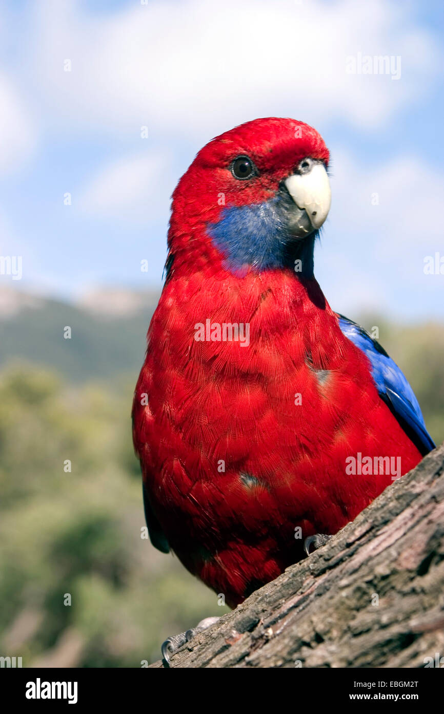 Crimson rosella, Pennant's Rosella (Platycercus elegans), on branch ...